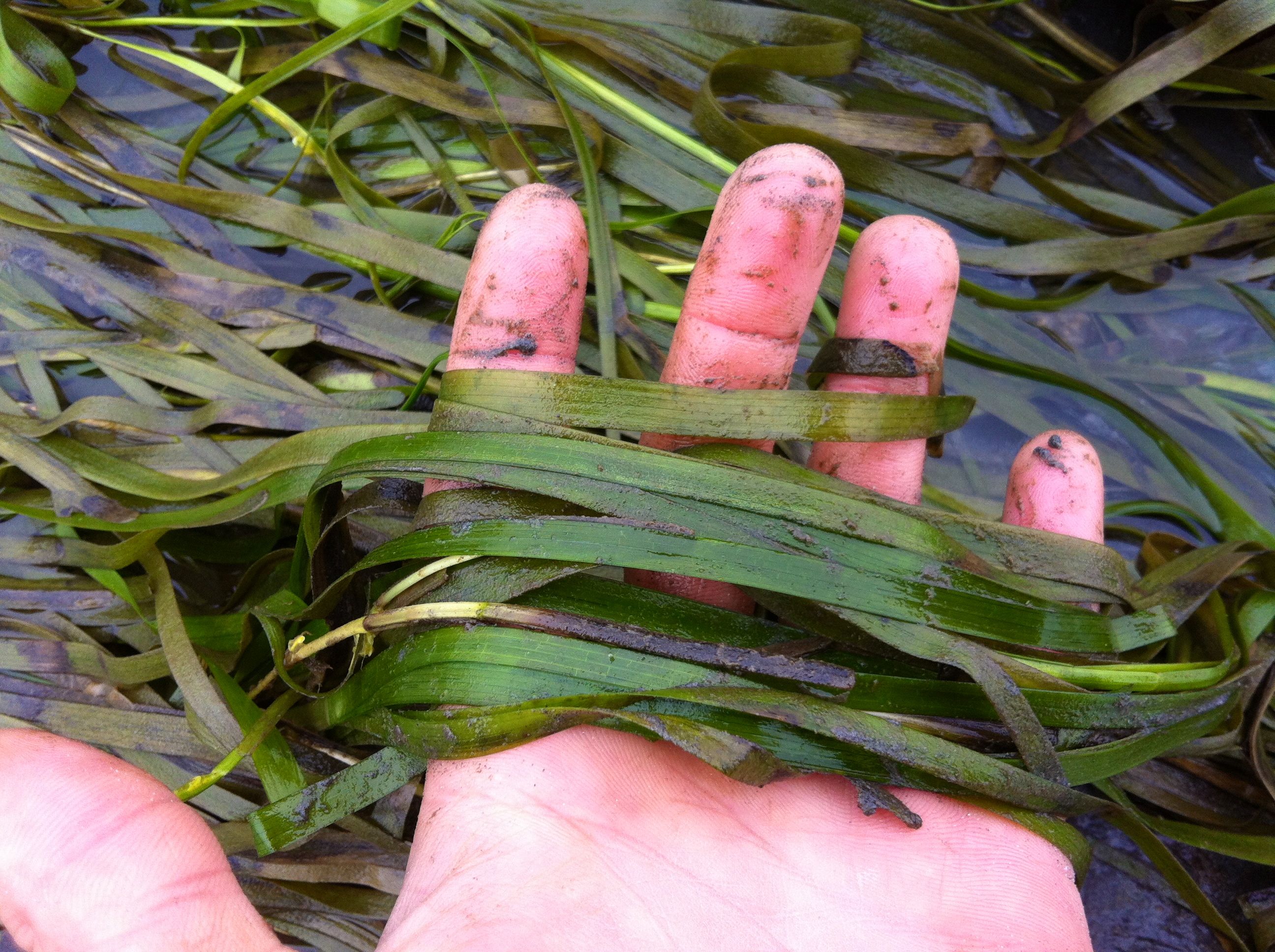 Lantern Festival set to light Tofitian night – Raincoast Education Society