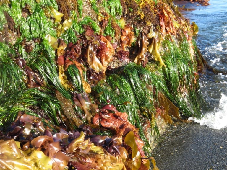 Seaweeds of the West Coast - Raincoast Education Society