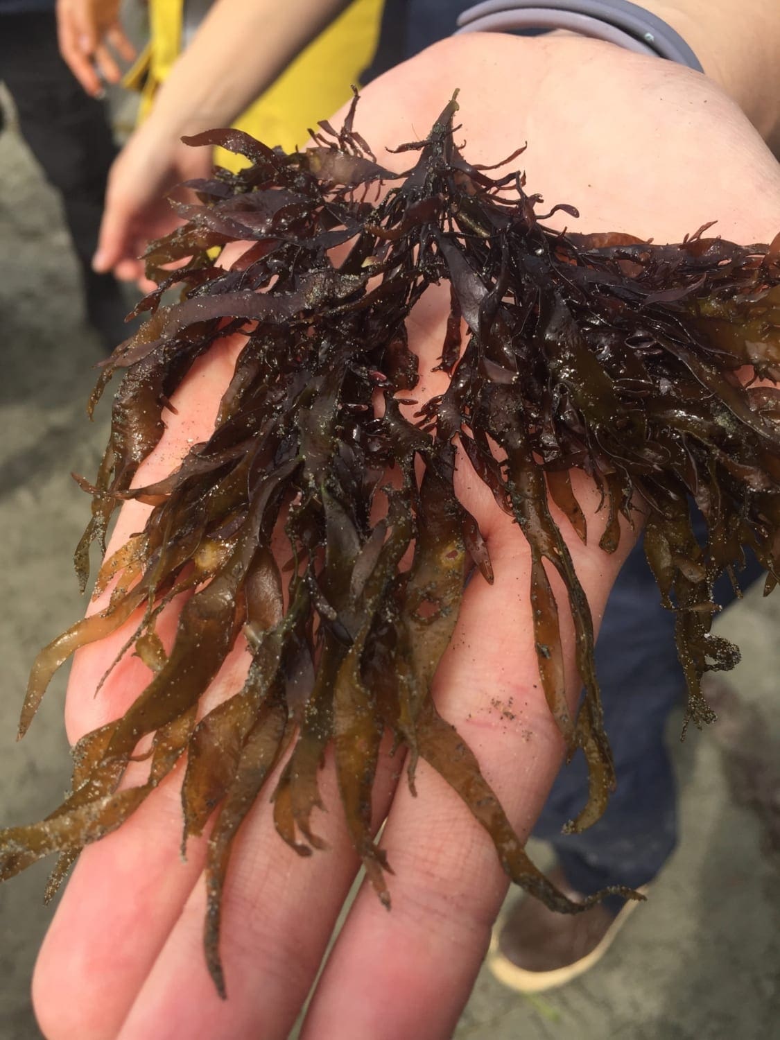 Seaweeds of the West Coast - Raincoast Education Society