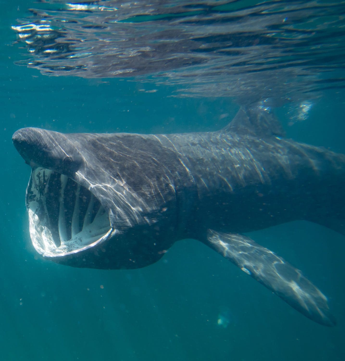 Giants of the Deep: Basking Sharks - Raincoast Education Society