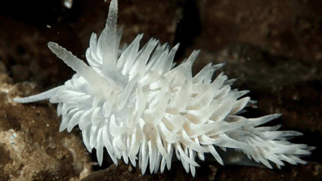 Sea Slugs of the Northeastern Pacific - Raincoast Education Society